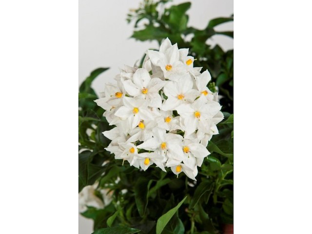 SOLANUM JASMINOIDES - VEĆA BILJKA