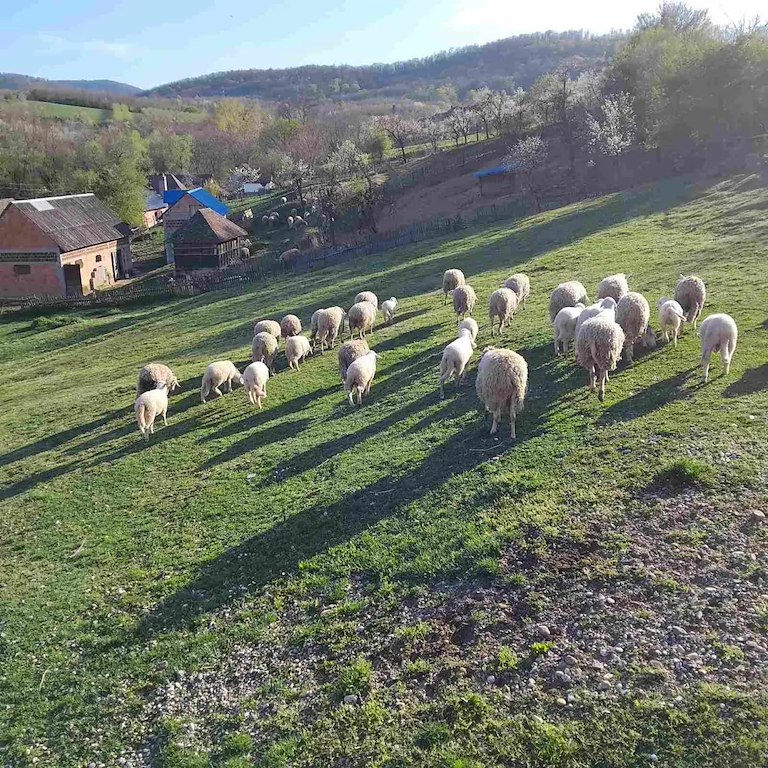 PRODAJEM STADO OVACA I JAGANJACA UKUPNO 43 KOMADA. TEL.069 4492955, ŽARKO.