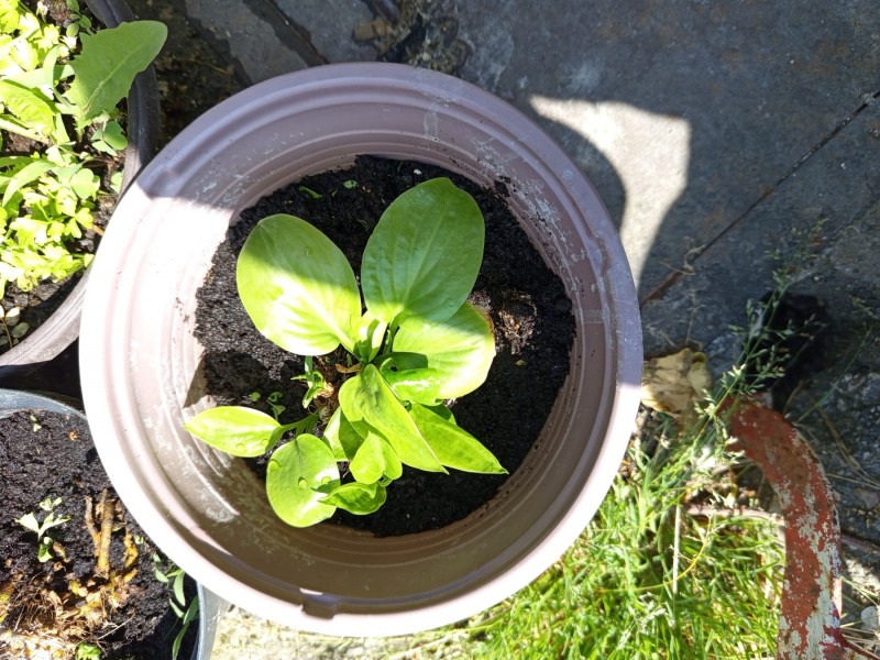 Hosta, mlade biljke
