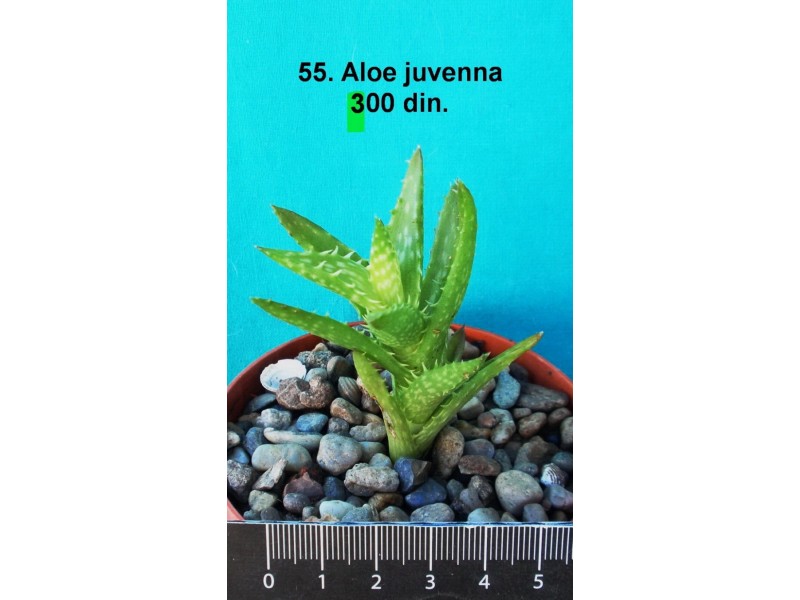 Aloe juvenna