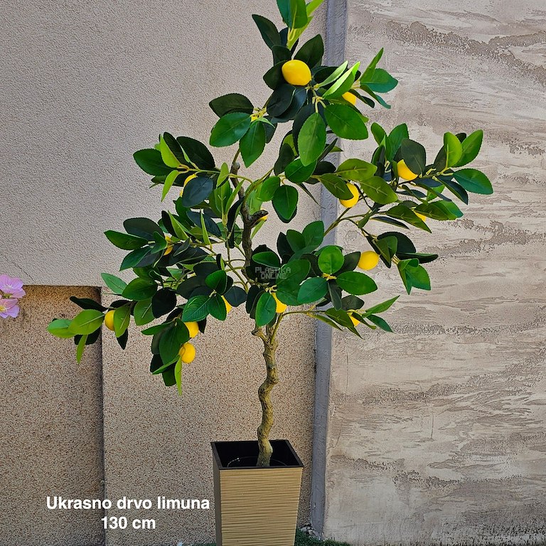Ukrasno limunovo drvo 130 cm