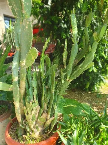 PRODAJA CVECA