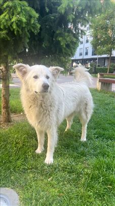 Samojed, mlad pas