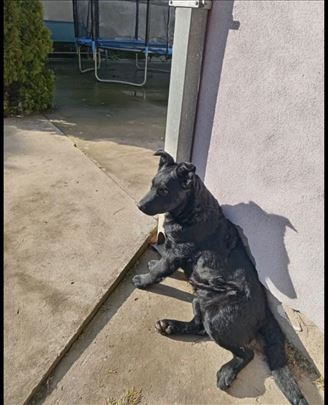 Labrador mesanac, mlad pas