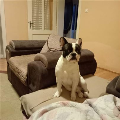 Francuski buldog, odrastao pas za parenje