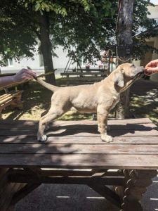 Cane Corso Kane Korso prelepi štenci