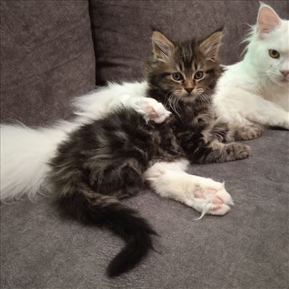 Maine Coon , muško mače