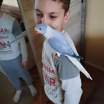 Rucno Hranjeni Mali Aleksandri