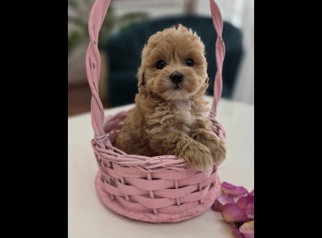 Preslatki maleni MALTIPOO stenci
