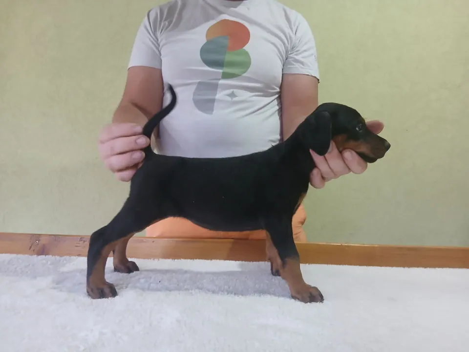Vrhunski Doberman štenci 6 nedelja star