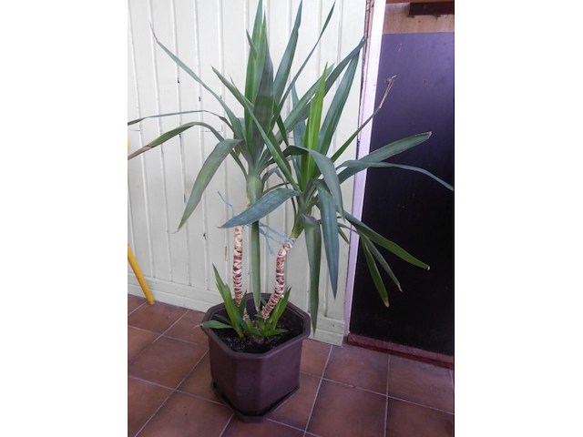 Velika Dracena - sa saksijom