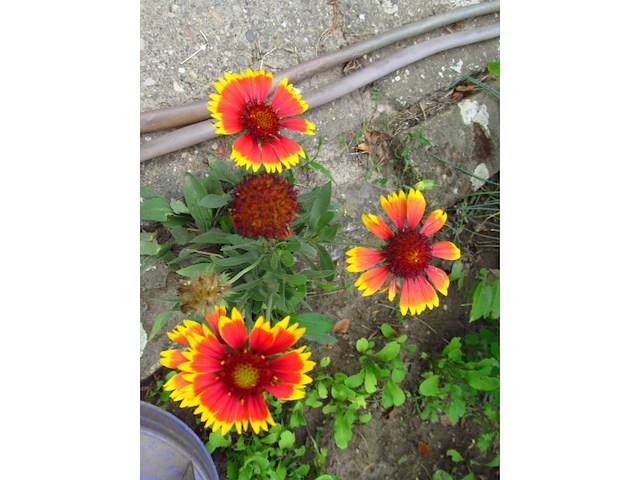 Gaillardia pulchella, seme cveća, 100 komada
