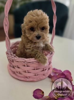 Preslatki maleni MALTIPOO stenci