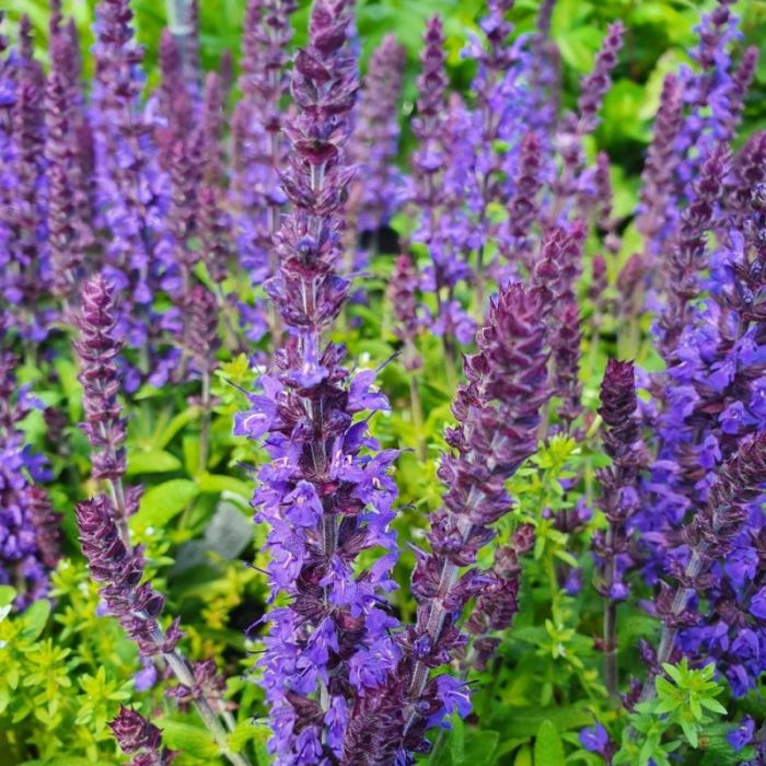 Salvia Nemorosa Noble Knight - Ukrasna Žalfija
