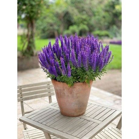 Salvia Nemorosa Rianne Purple - Ukrasna Žalfija