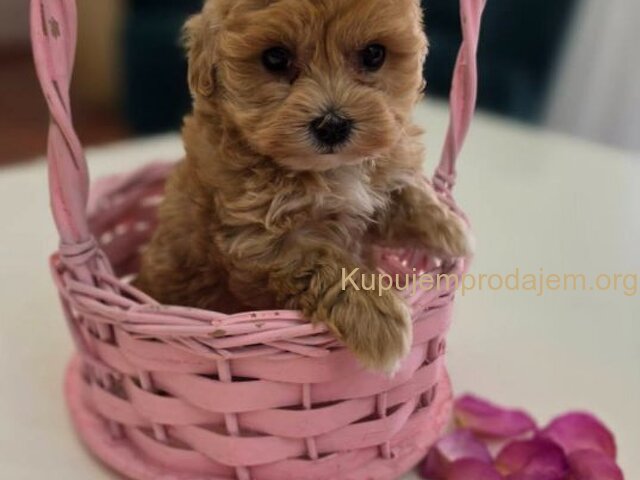 Preslatki maleni MALTIPOO stenci