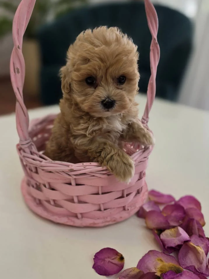 Preslatki maleni MALTIPOO stenci