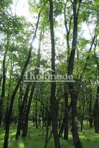 Bagremova šuma nadomak Sopota – 53 ara ID#3926