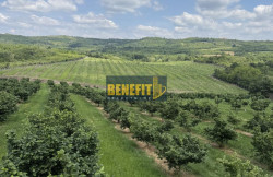 Zemljište 8,4ha zasad lešnika i oraha (+kuća 200m2)