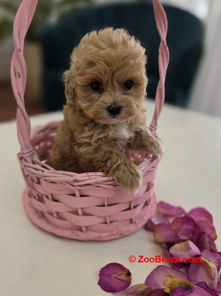 Preslatki maleni MALTIPOO stenci
