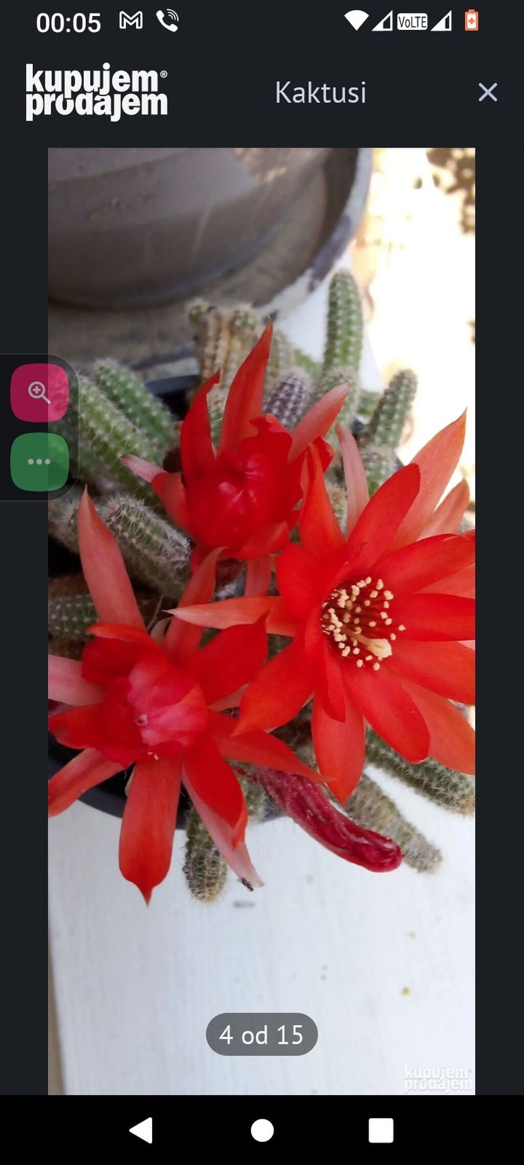 Kaktus – Rebutia/Chamaecereus (tzv. „kikiriki“ ili „pehar“ kaktus) sa