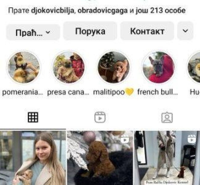 Stenci toy i mini pudle vrhunske genetike registrovana odgaivacnica