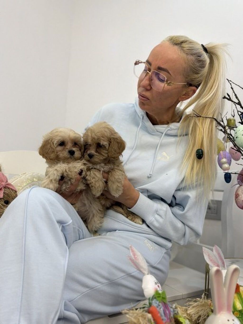 Maltipoo vrhunske genetike u registrovanoj odgaivacnici Bahu Djokovic