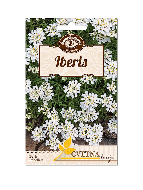 Iberis