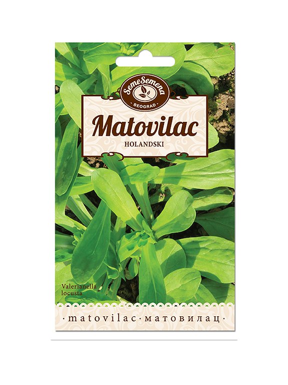 Matovilac Holandski