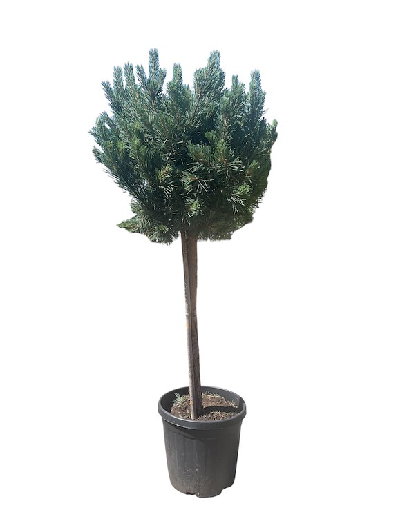 Bor ‘Wallichiana’