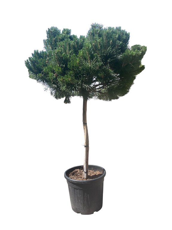 Crni bor ‘Pierrick Bregeon’
