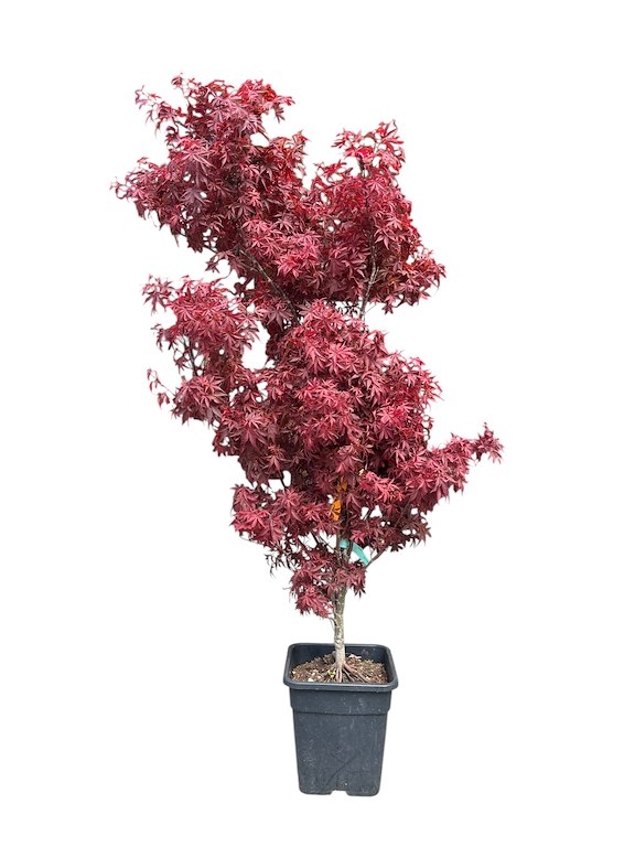 Japanski javor ‘Skeeter’s Broom’