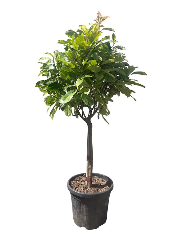 Fotinija ‘Pink Marble’