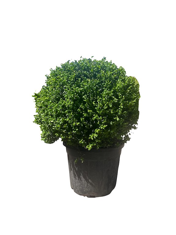 Ilex crenata ‘Glory gem’