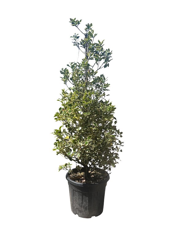 Ilex kupa