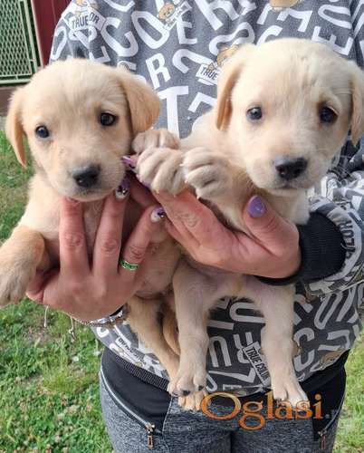 Labrador stenci
