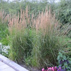 Calamagrostis acutiflora Karl Foester - ukrasna trava