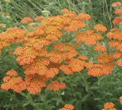 Achillea millefolium Orange Yarrow - hajdučka trava