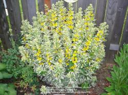 Lysimachia puncata Alexander