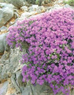 Thymus capitatus