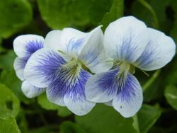 Viola Sororia