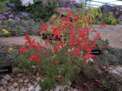 Penstemon pinifolius