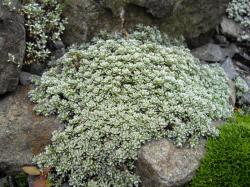 Raoulia australis