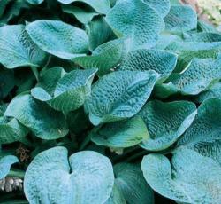 Hosta "Big Daddy"