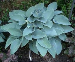 Hosta sieboldiana