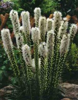 Liatris spicata