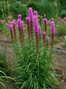 Liatris spicata