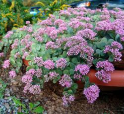 Sedum sieboldi