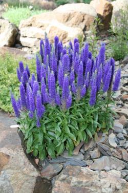 Veronica spicata