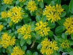 Sedum kamtschaticum